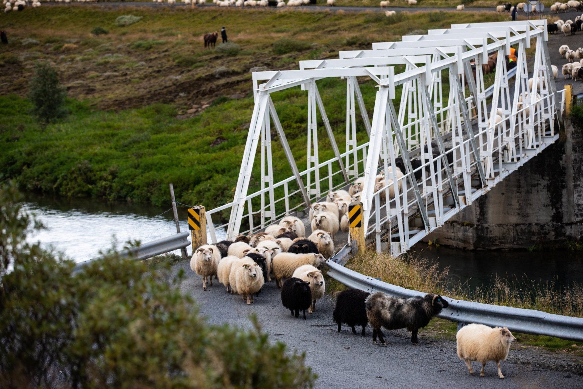 Réttir - The Sheep Round-Up | Visit South Iceland